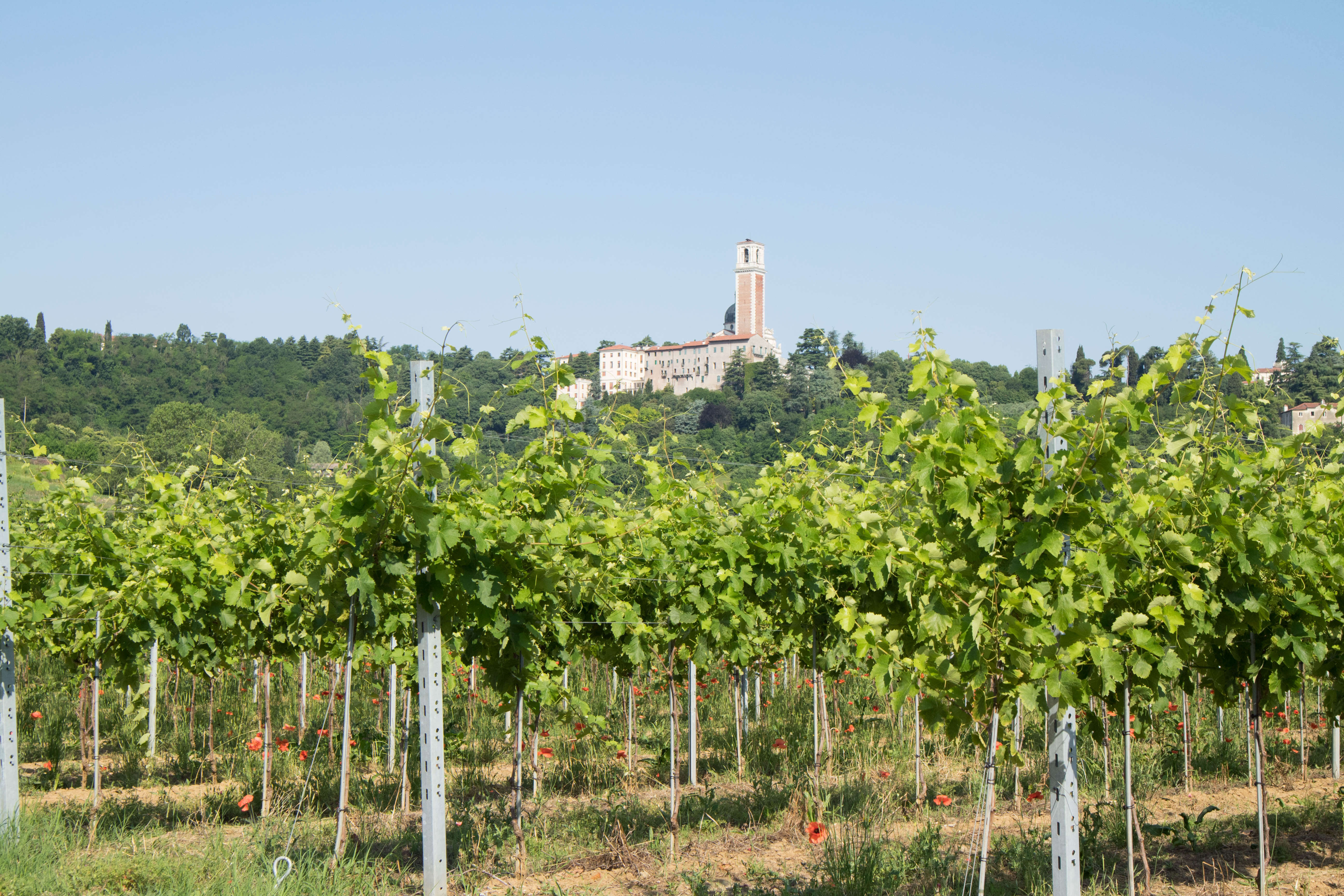 IMG_0245 - Photopraline - Bilder zum Vernaschen